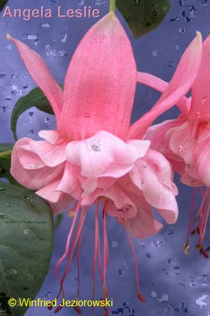 DDFGG | Fuchsia Index